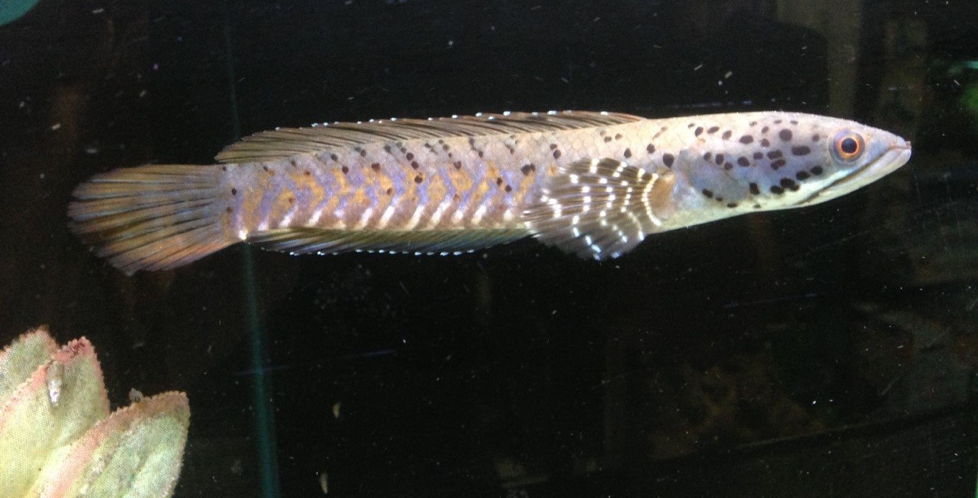 Burmese Spotted Snakehead - Channa ornatipinnis