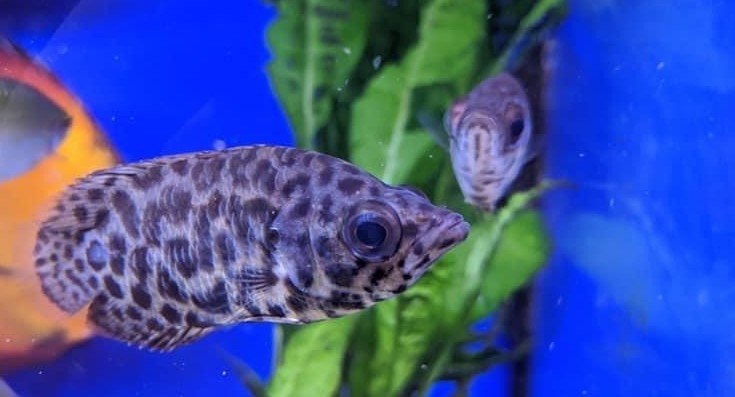 Spotted Climbing Perch-Ctenopoma acutirostre