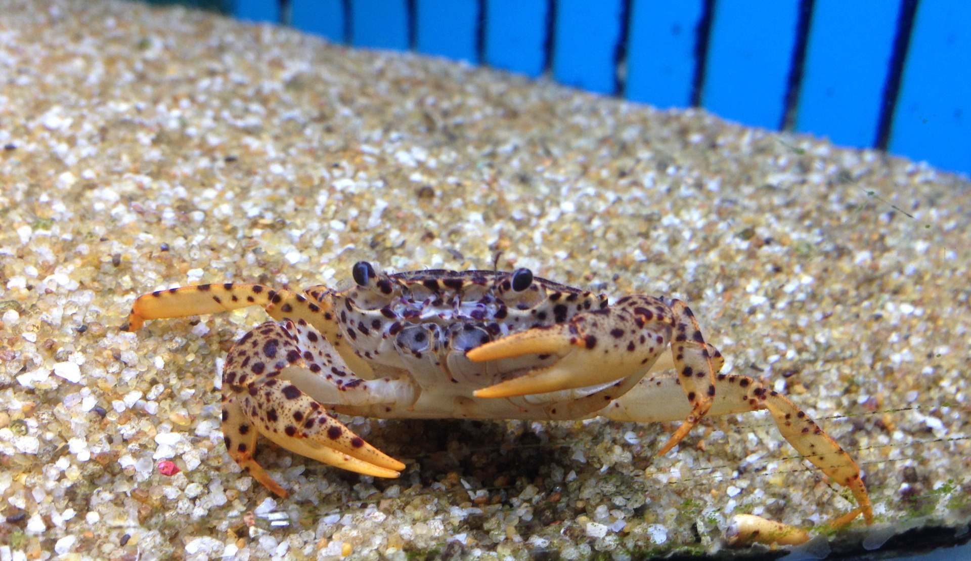 Panther crab - Parathelphusa pantherina