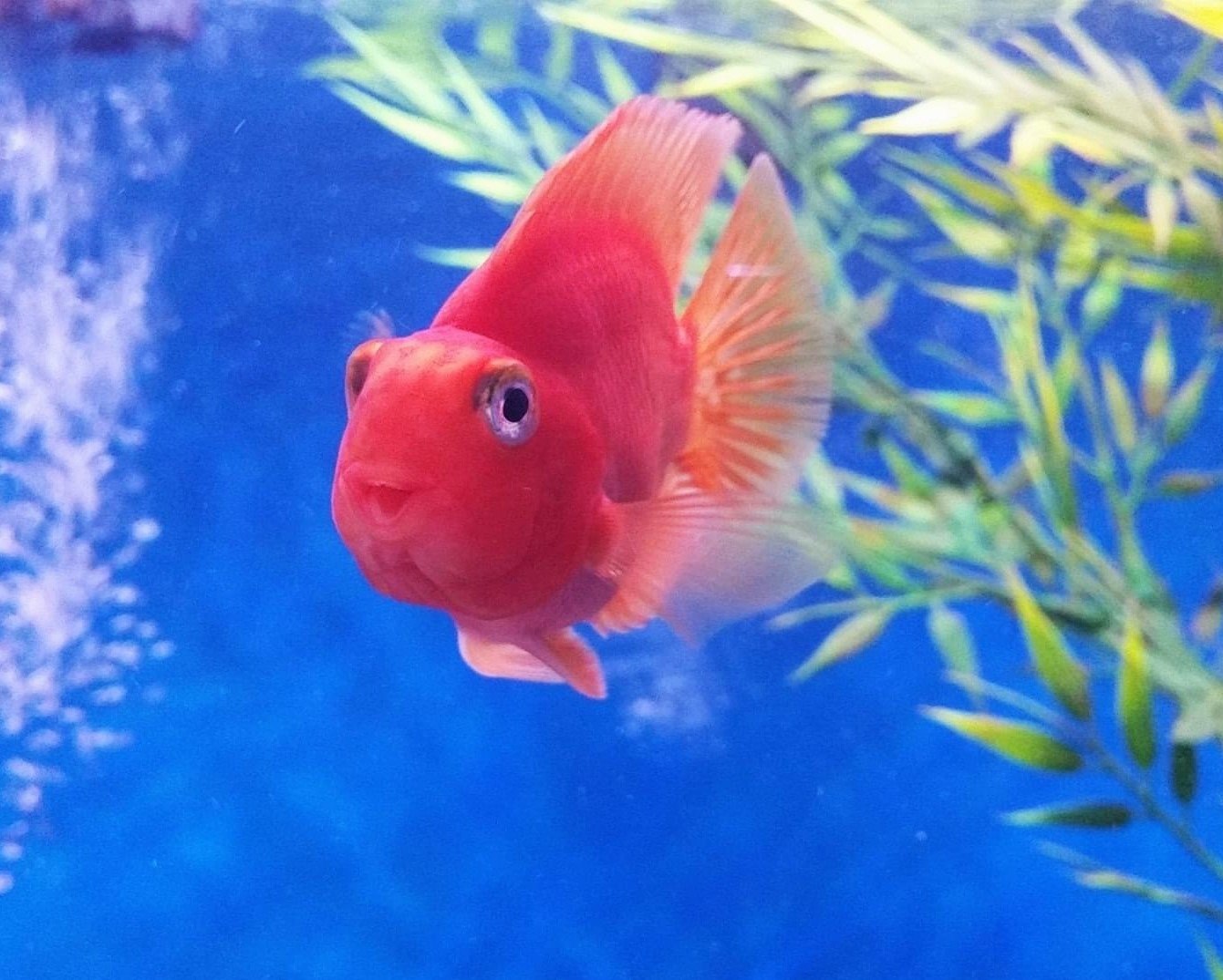 Red Parrot Cichlid