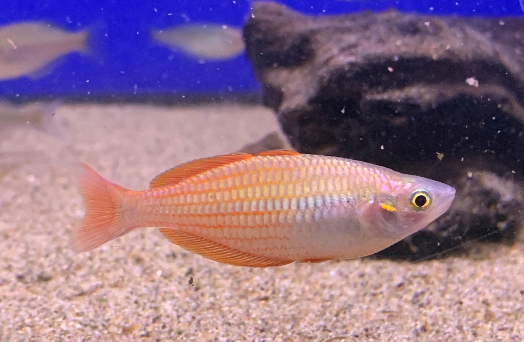 Sunset Dwarf Rainbowfish-Melanotaenia parva
