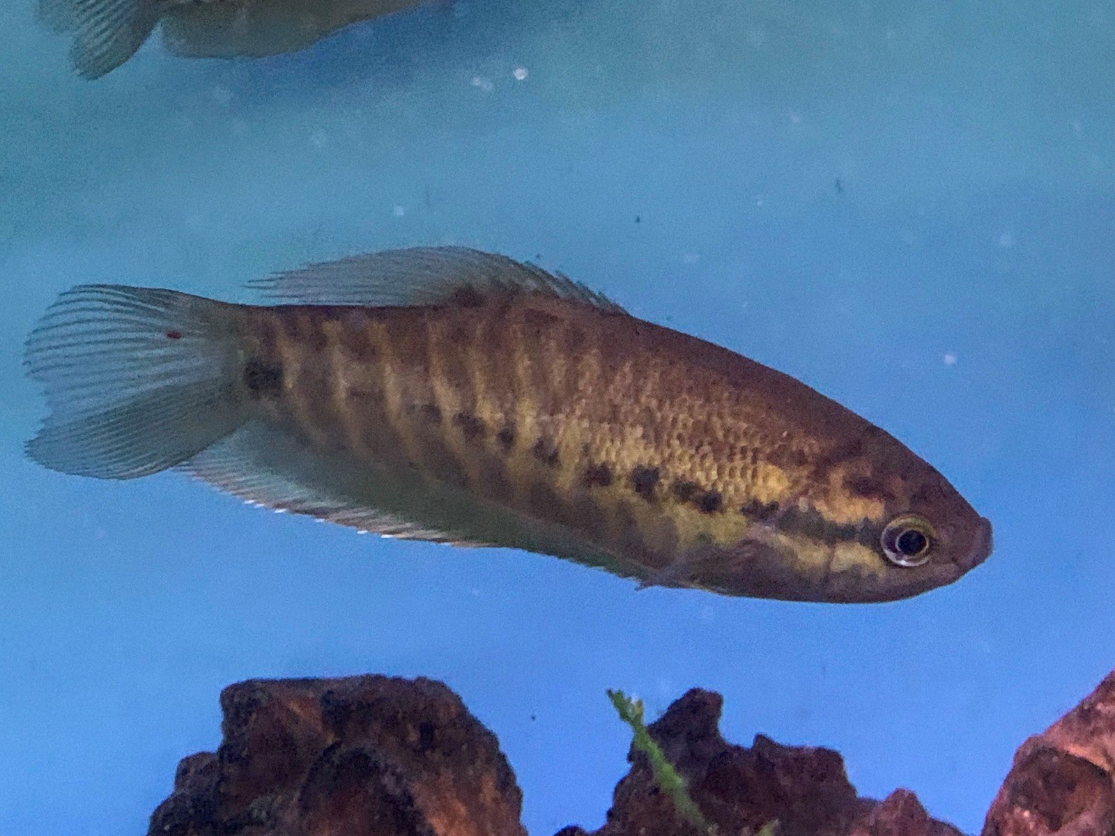 Snakeskin Gourami-Trichopodus pectoralis