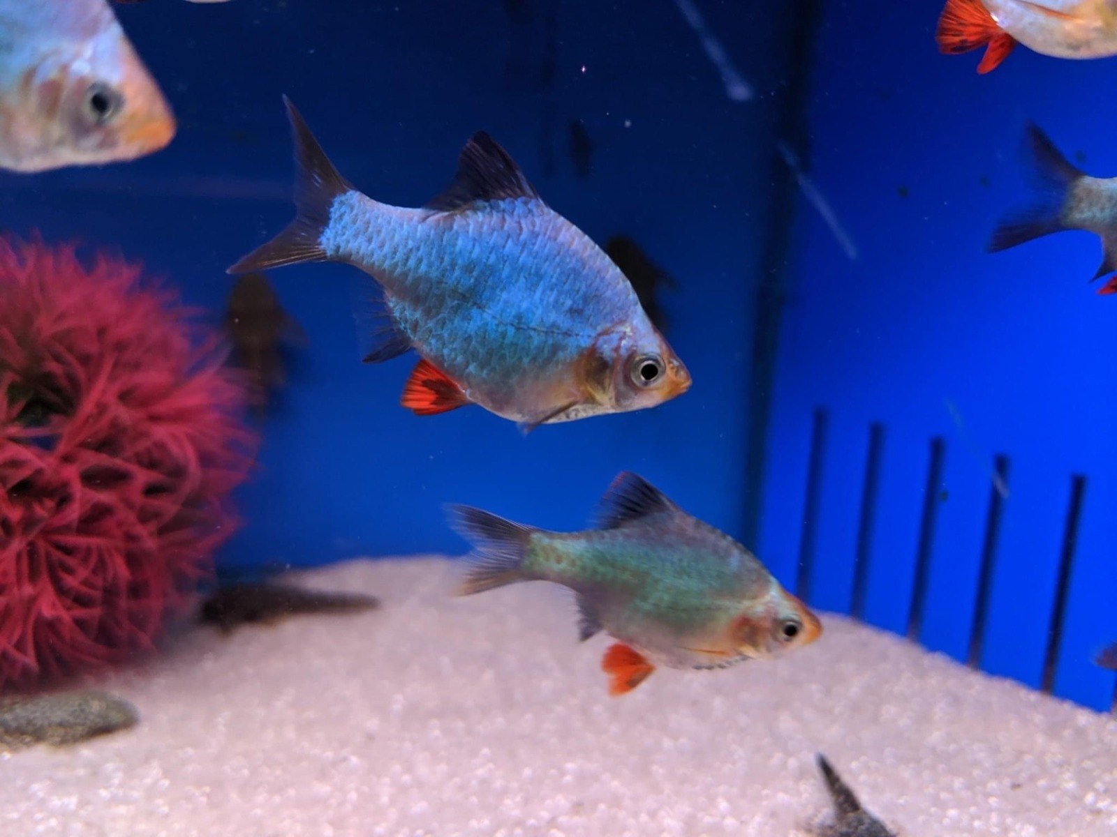 Tiger Barb-Puntigrus tetrazona