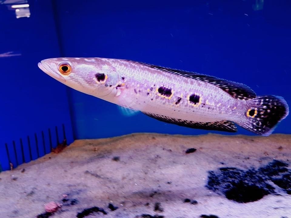 Ocellated Snakehead - Channa pleuropthalma