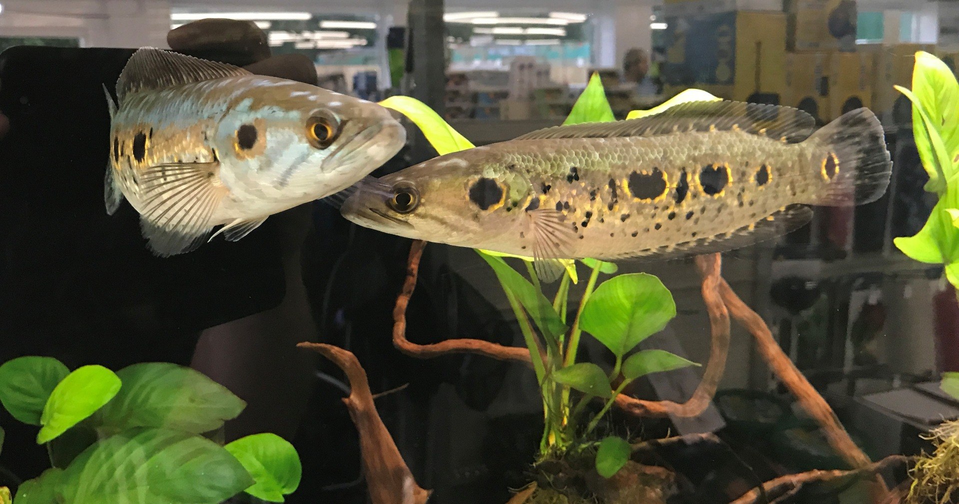 Ocellated Snakehead - Channa pleuropthalma