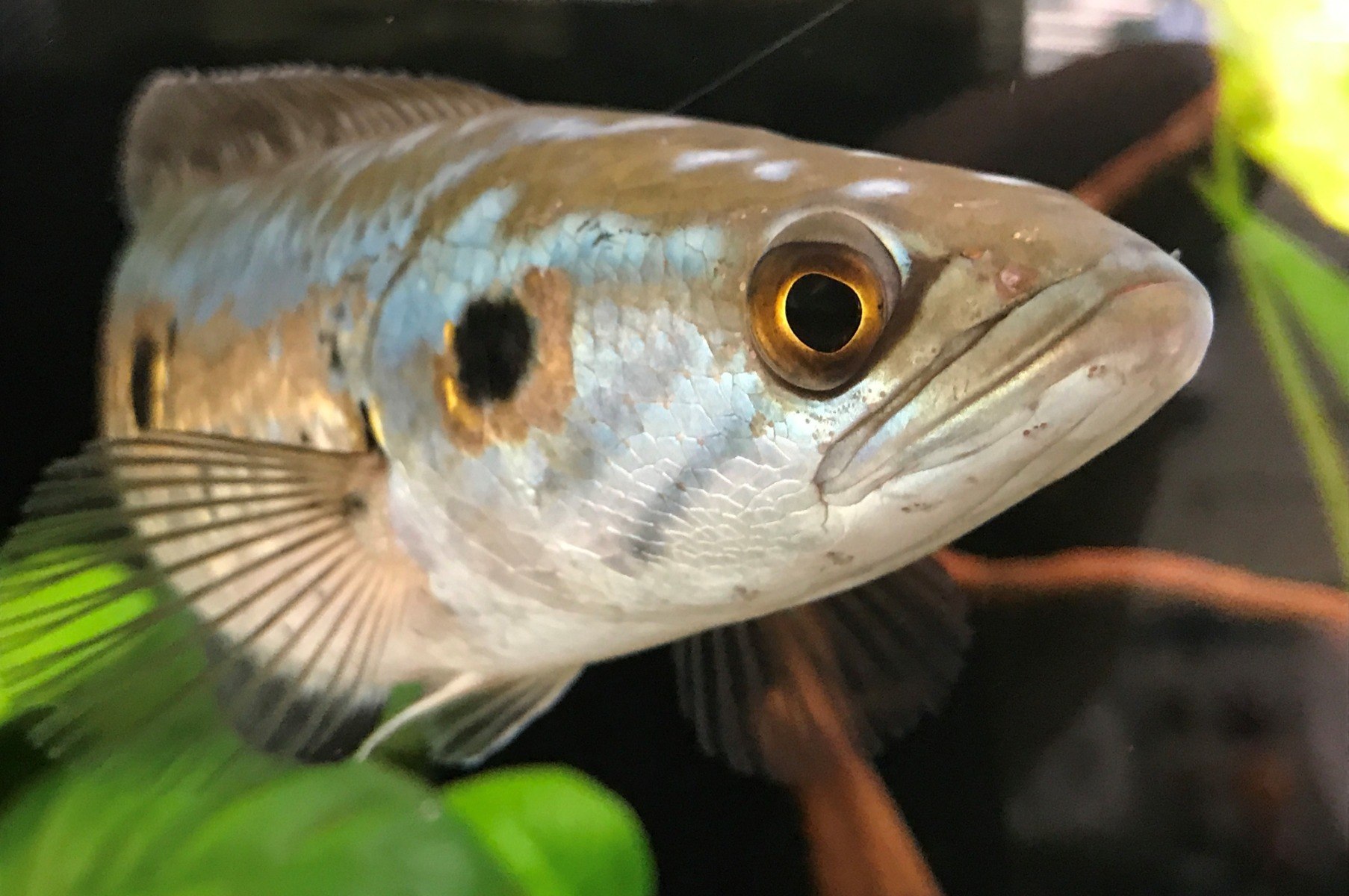 Ocellated Snakehead - Channa pleuropthalma