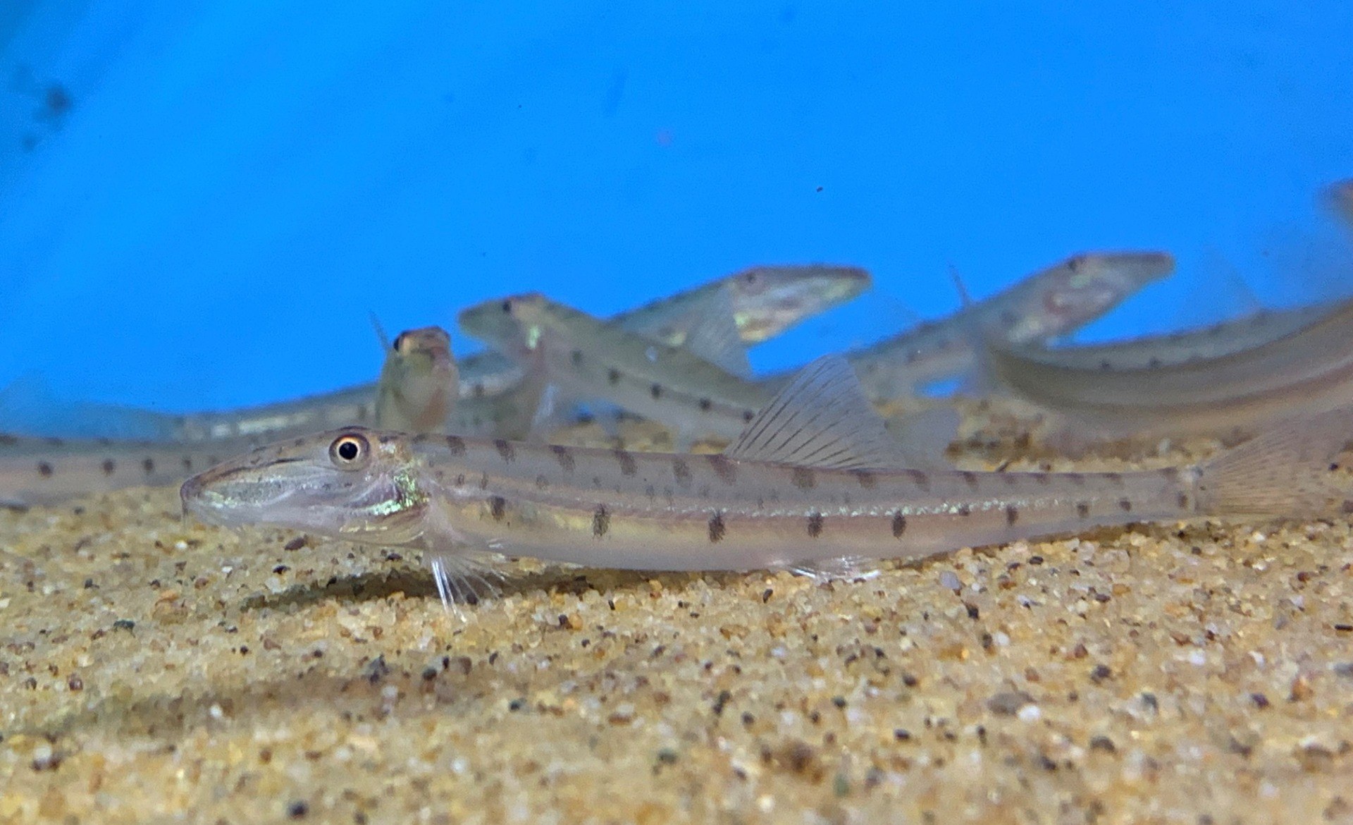 Horsefaced Loach-Acantopsis choirorhynchos