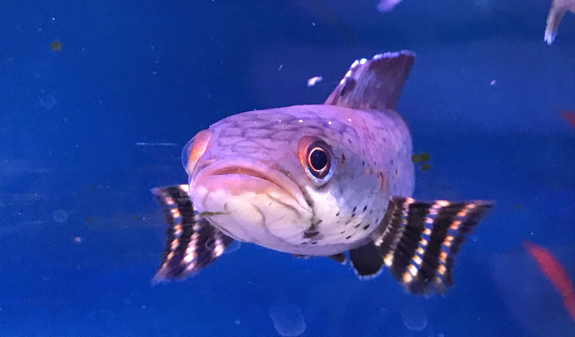 Peacock Snakehead - Channa pulchra