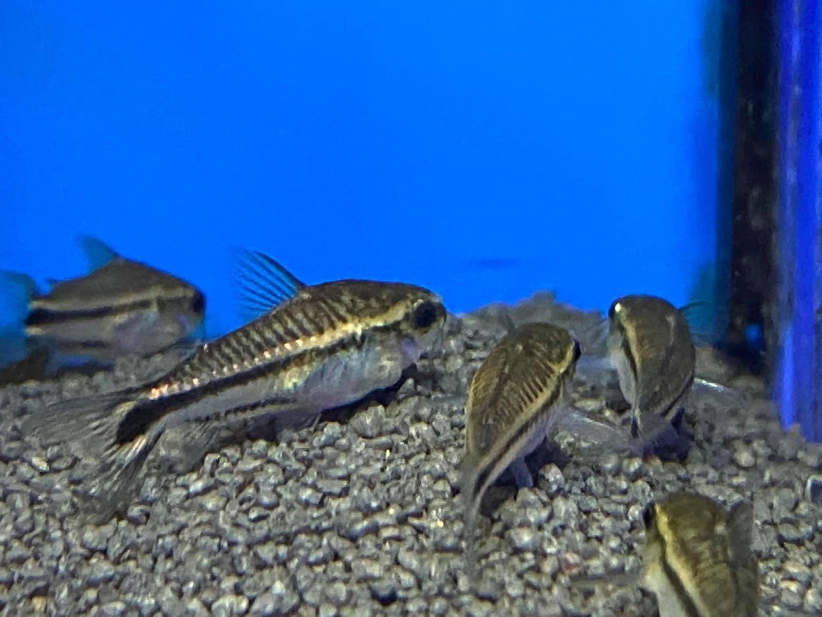 Pygmy Cory-Gastrodermus pygmaeus