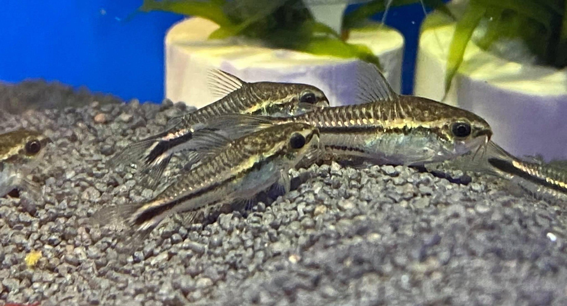 Pygmy Cory-Gastrodermus pygmaeus