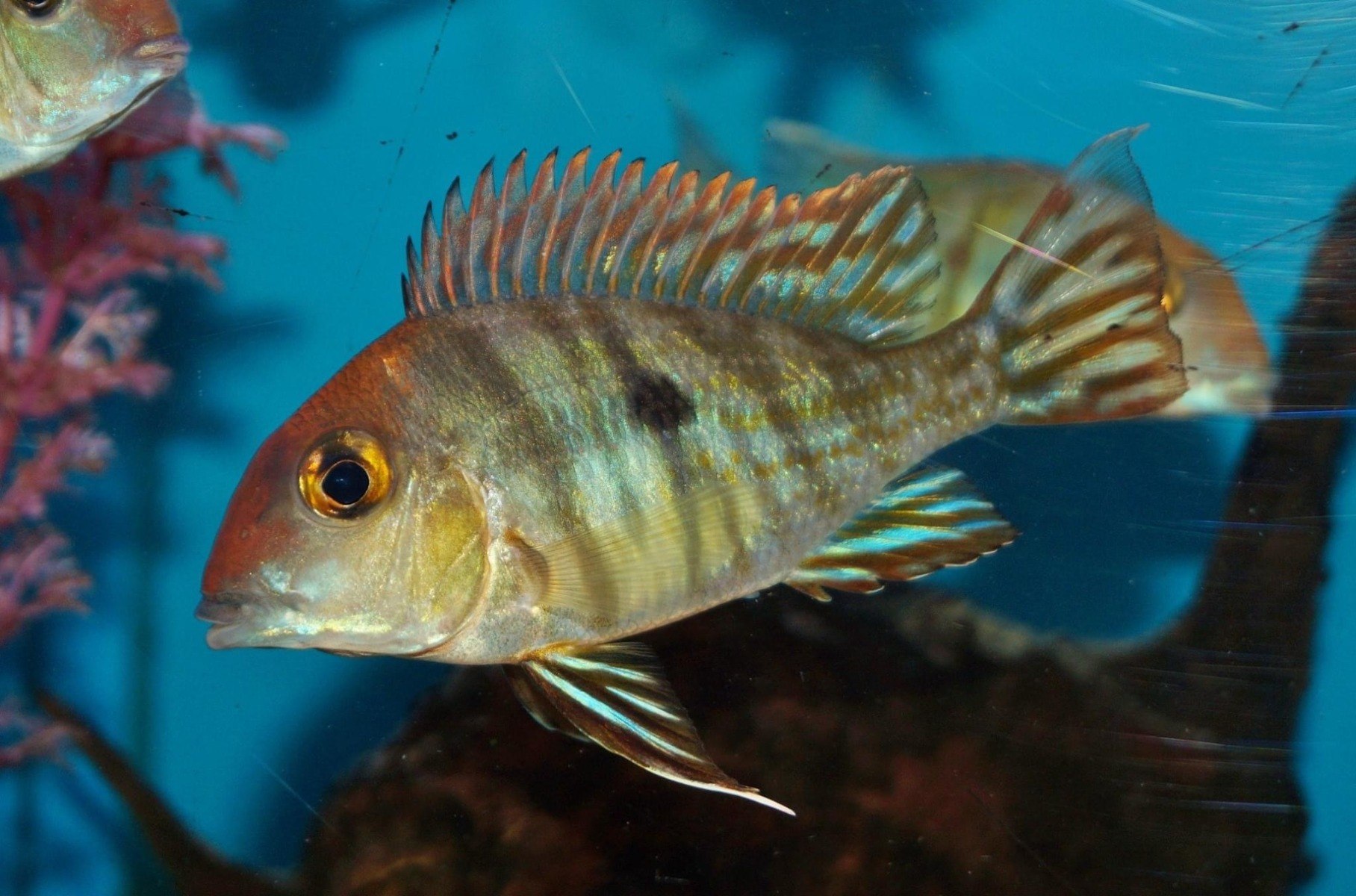 Redhead Tapajos Eartheater-Geophagus pyrocephalus