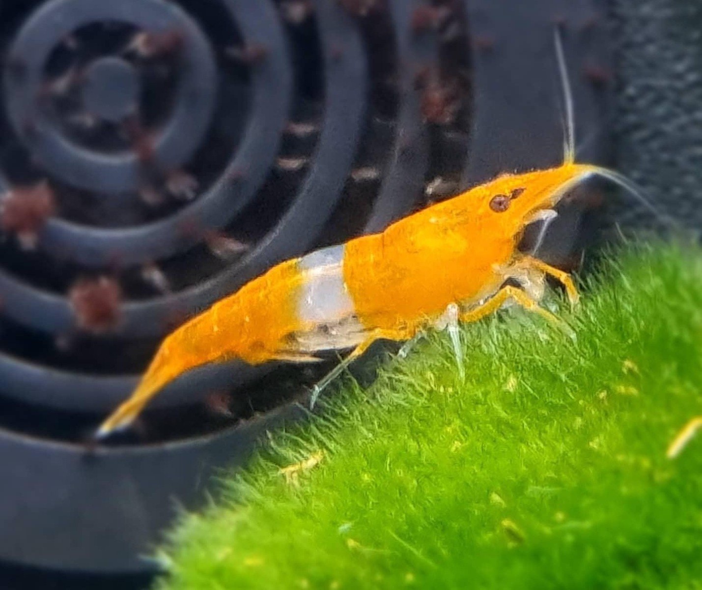 Rili Shrimp - Neocaridina davidi