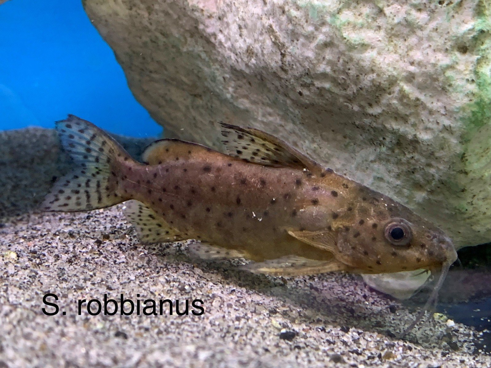 False Upside Down Catfish-Synodontis nigrita