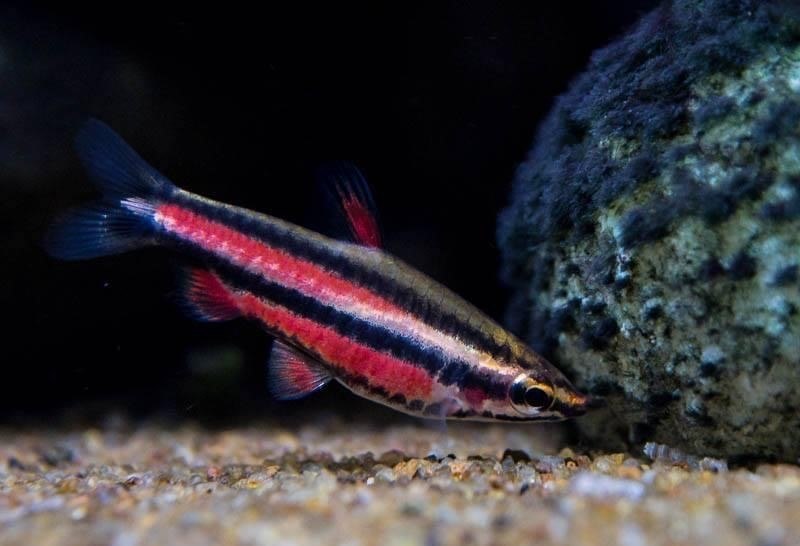 Purple Pencilfish-Nannostomus rubrocaudatus
