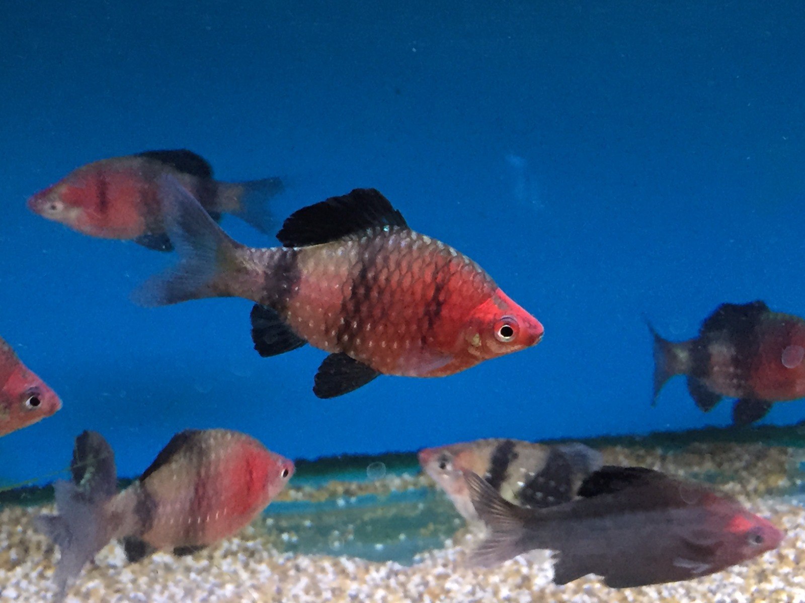 Black Ruby Barb-Pethia nigrofasciata