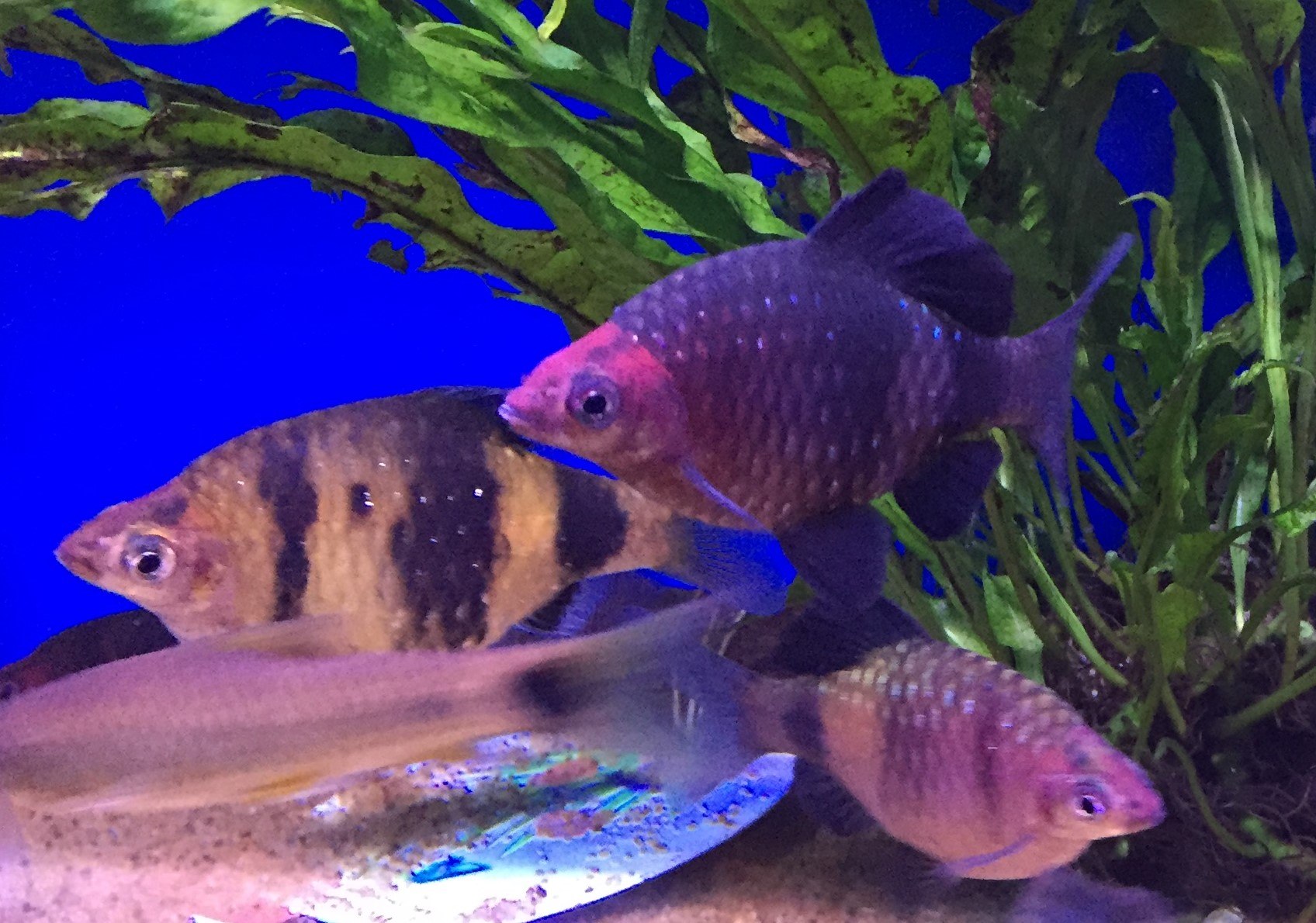 Black Ruby Barb-Pethia nigrofasciata