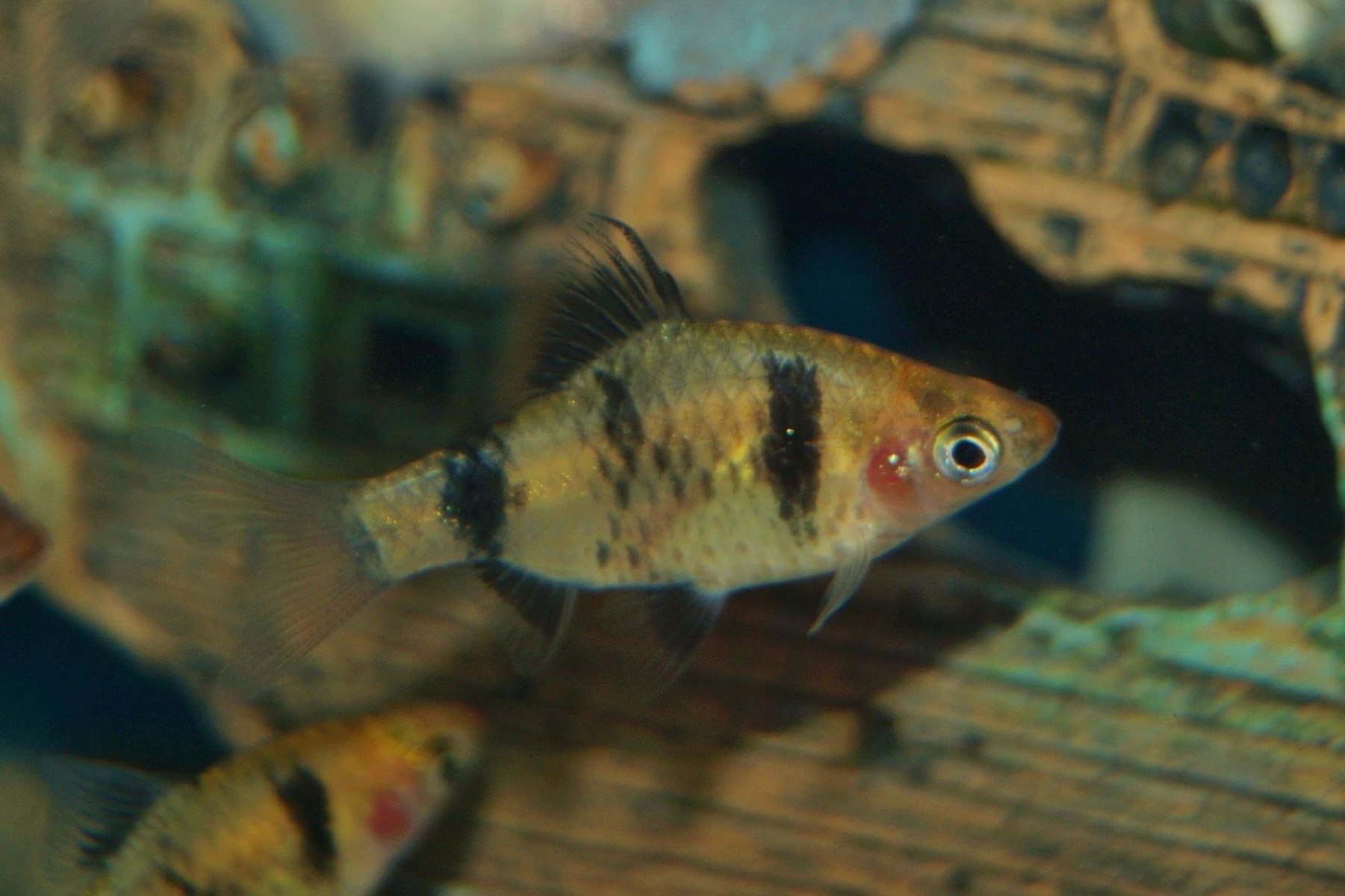 Black Ruby Barb-Pethia nigrofasciata