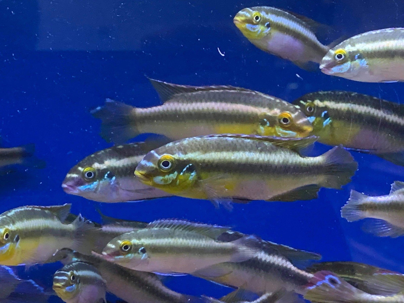 Giant krib - Pelvicachromis sacrimontis