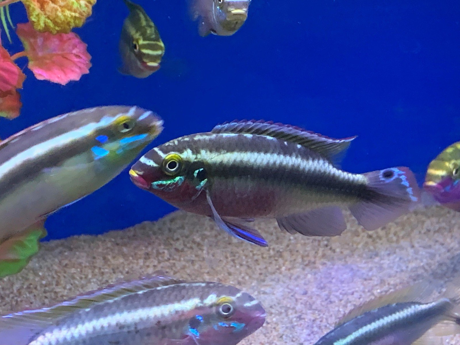 Giant krib - Pelvicachromis sacrimontis