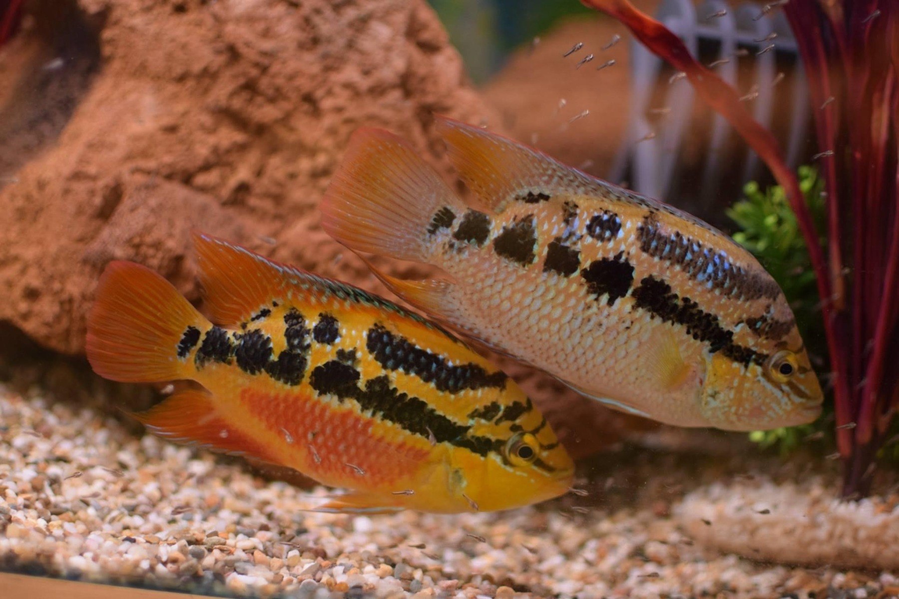 Salvini Cichlid-Cichlasoma salvini