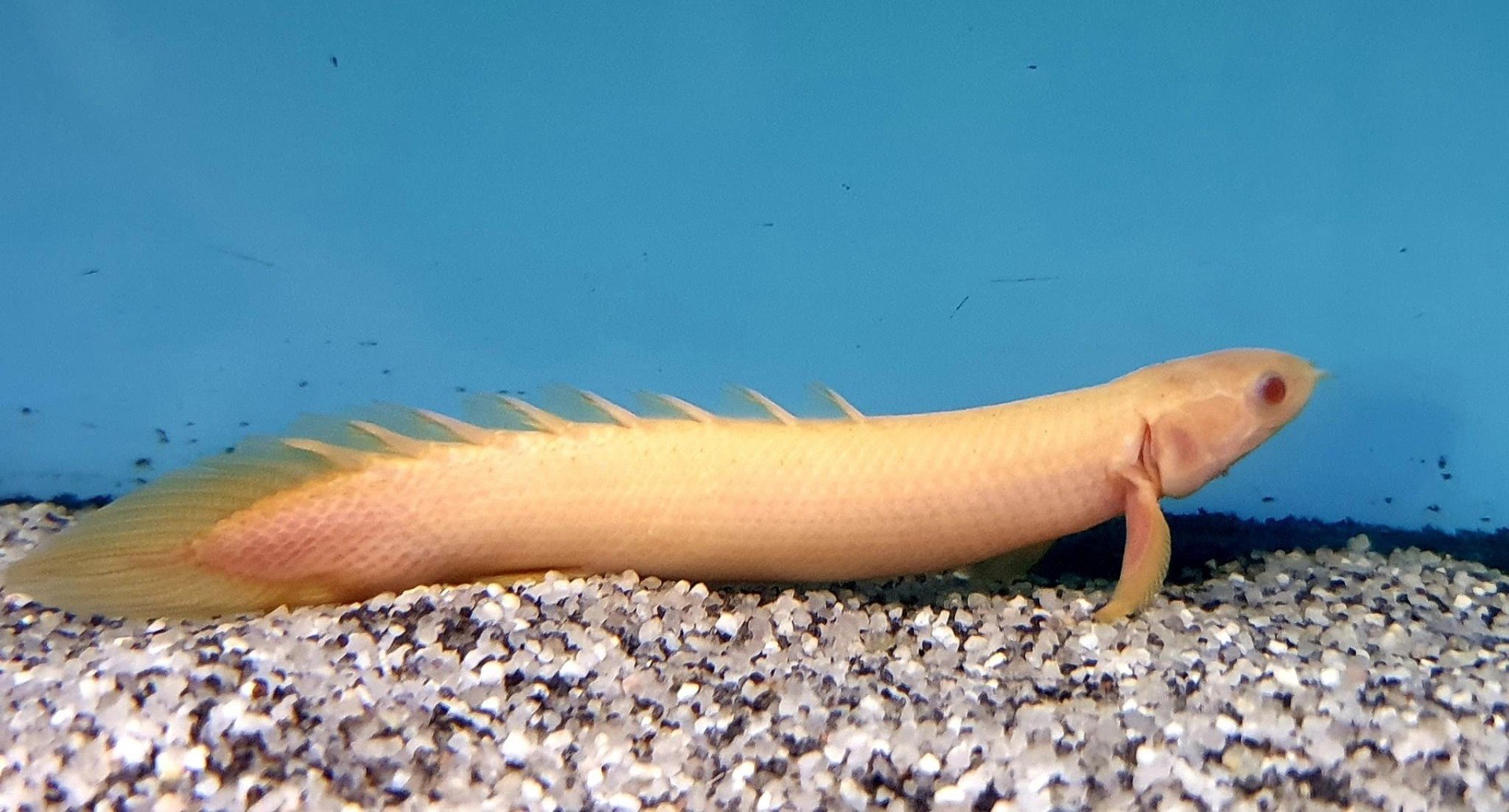 Senegal Bichir-Polypterus senegalus