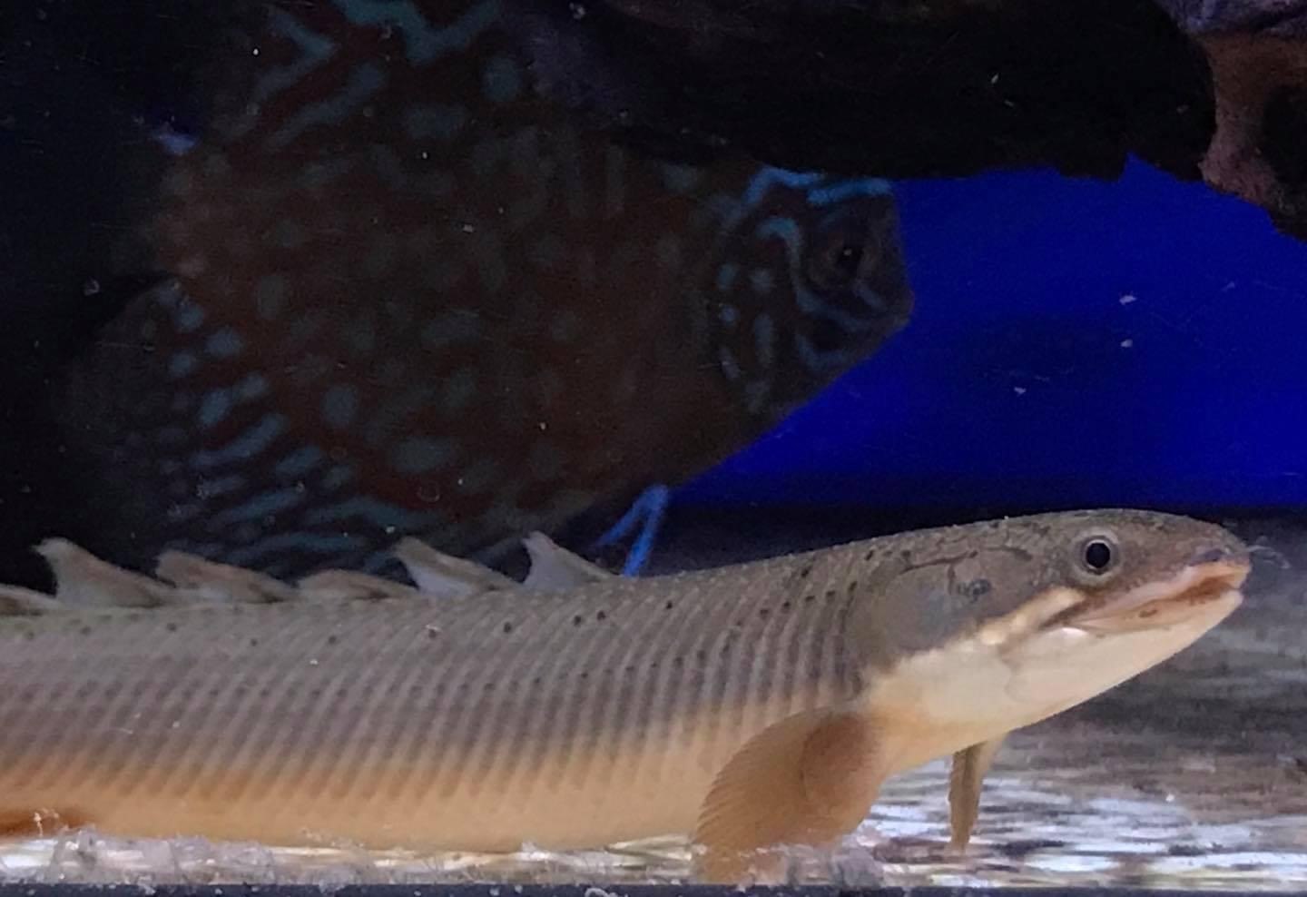 Senegal Bichir-Polypterus senegalus