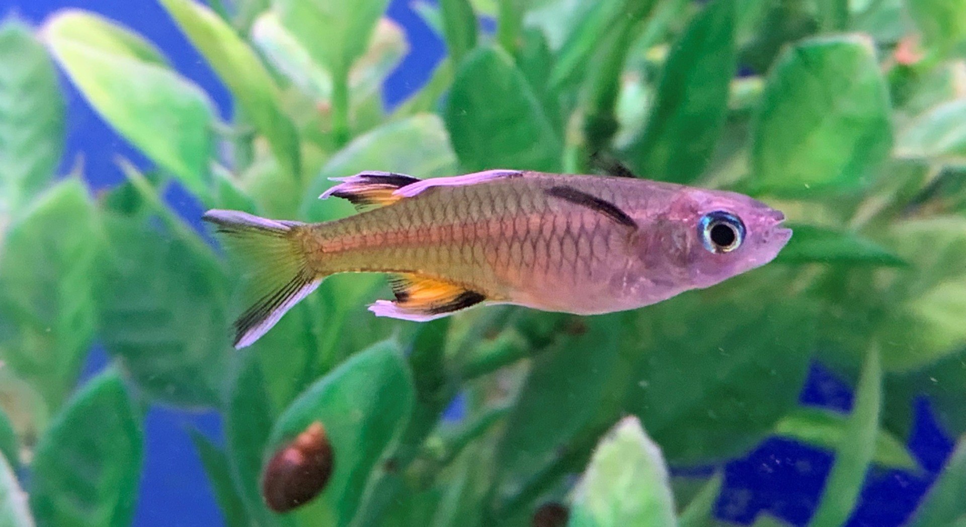 Pacific Blue-eye-Pseudomugil signifer