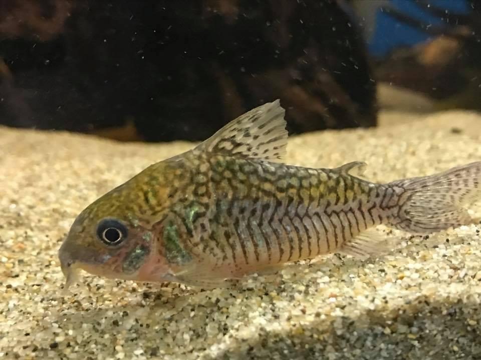 False Network Cory-Corydoras sodalis