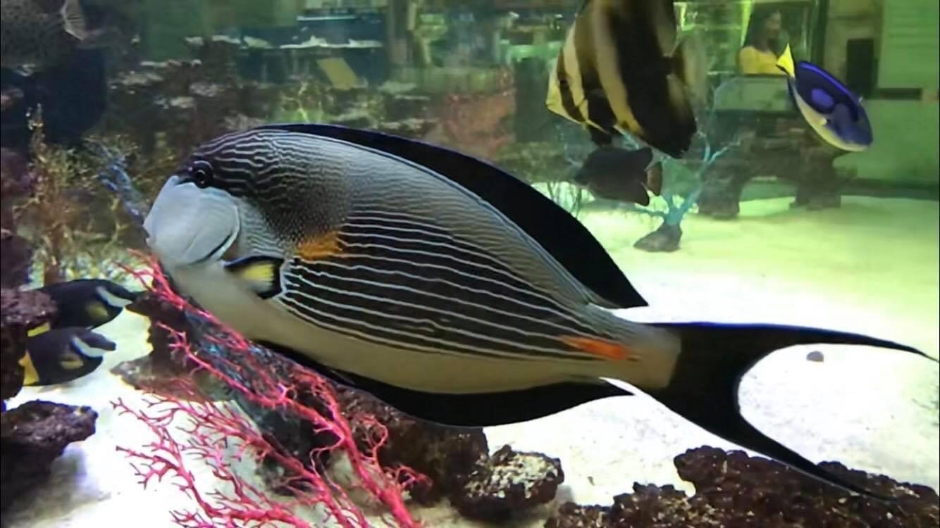 Sohal Tang-Acanthurus sohal