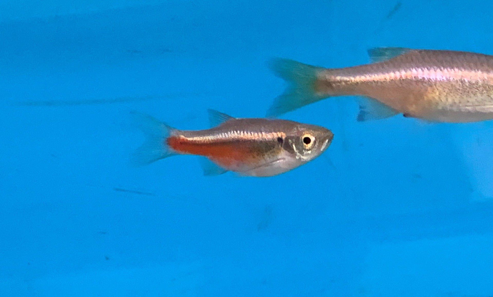 Fireline Danio-Devario sondhii