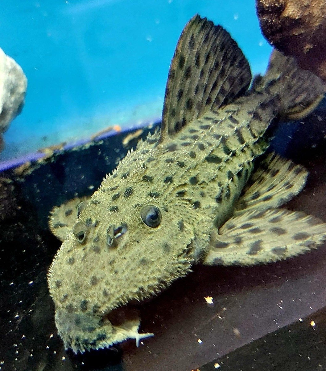 Spotted Cactus Plec-L096-L160-Pseudacanthicus spinosus