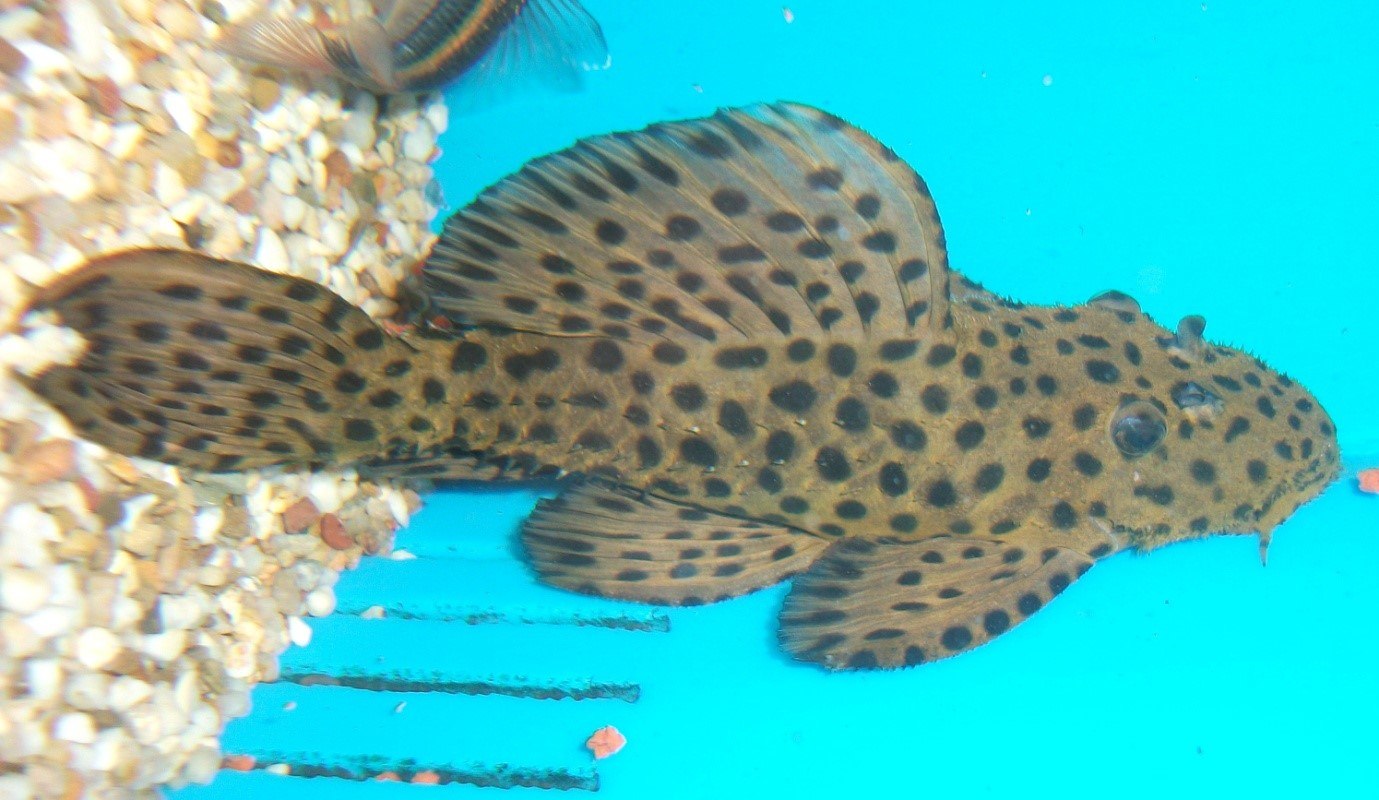 Spotted Cactus Plec-L096-L160-Pseudacanthicus spinosus