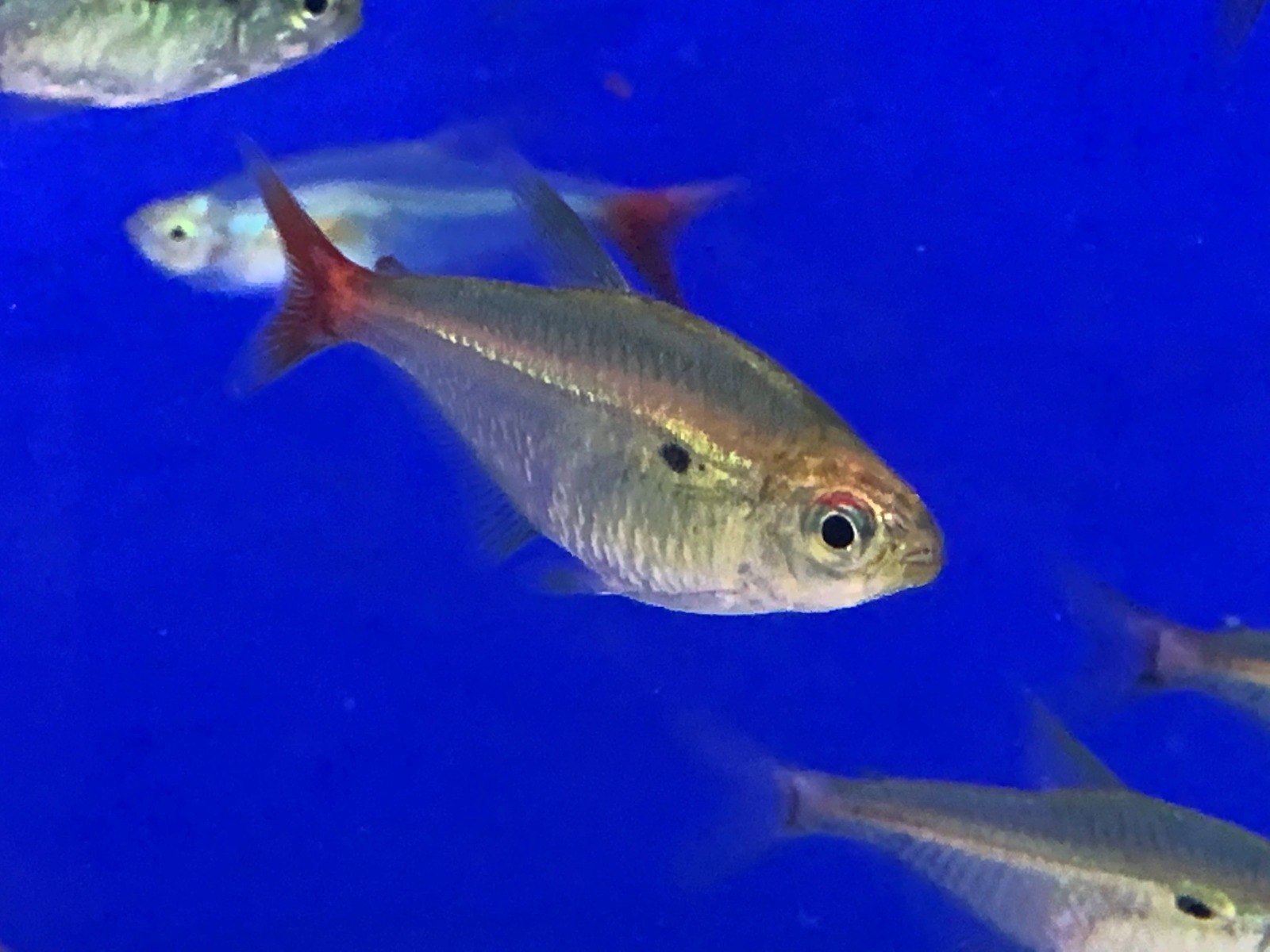 Red Base Tetra - Hemigrammus stictus