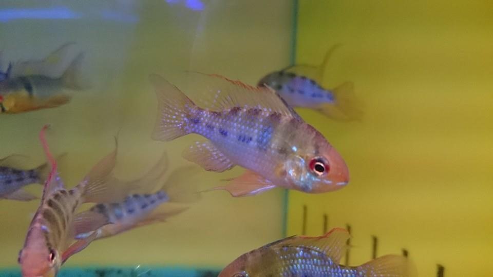 Ram-Mikrogeophagus ramirezi