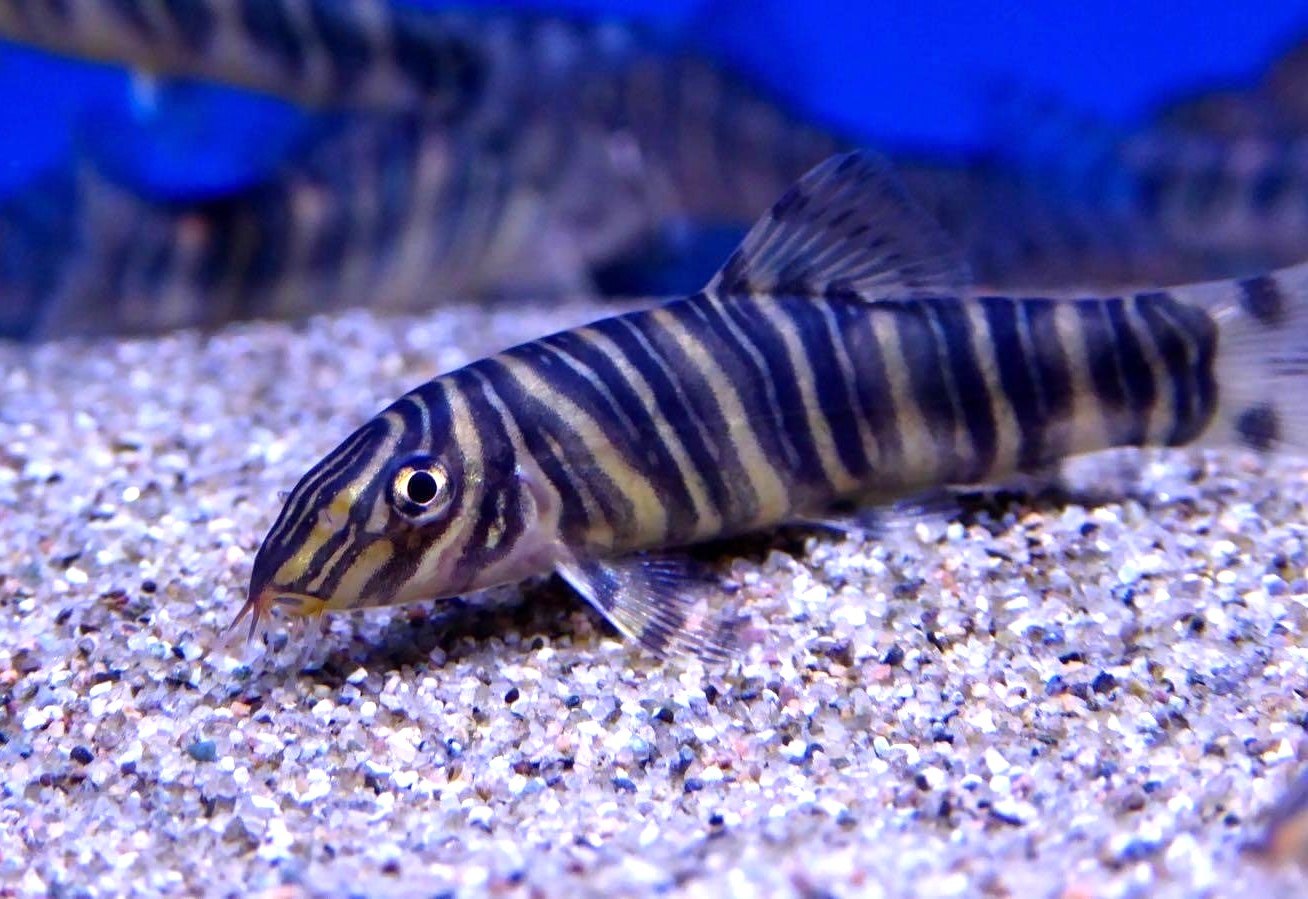 Zebra Loach-Botia striata
