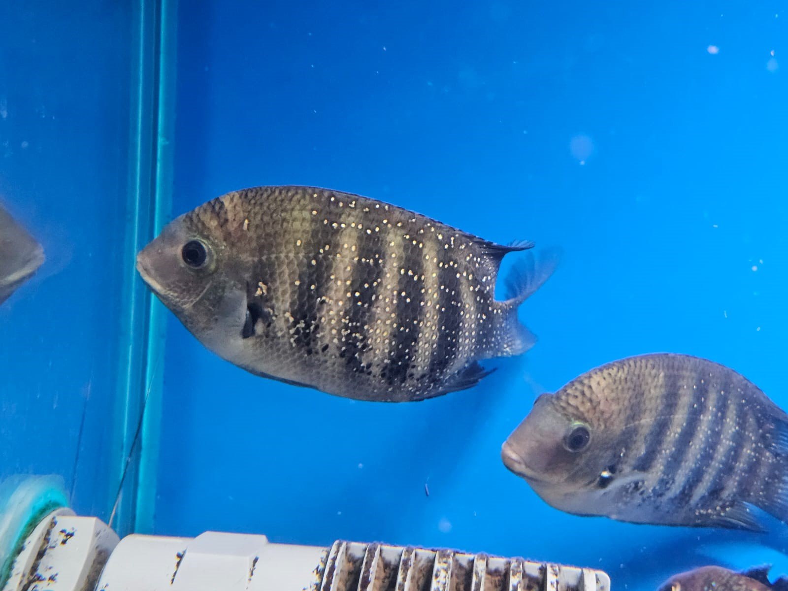 Banded Green Chromide-Etroplus suratensis