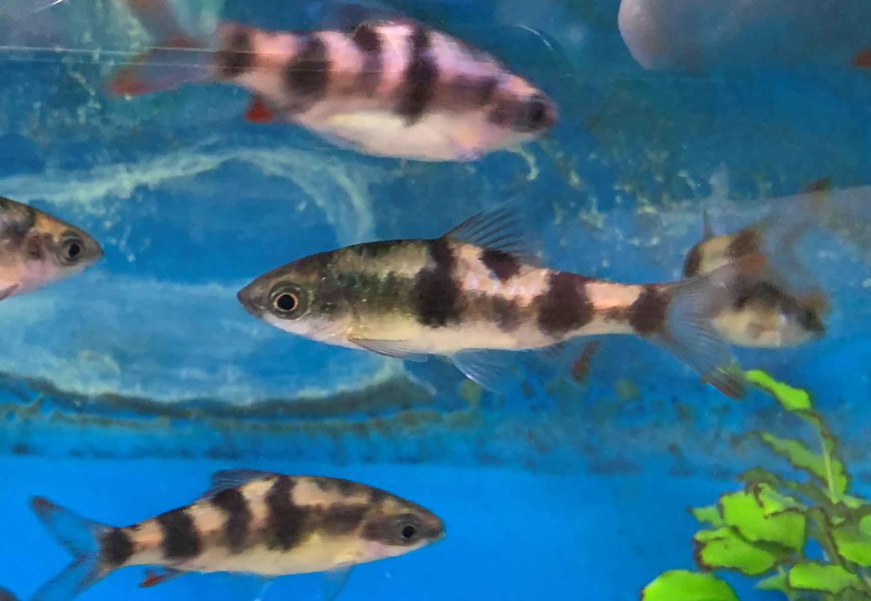 Arulius Barb-Dawkinsia tambraparniei