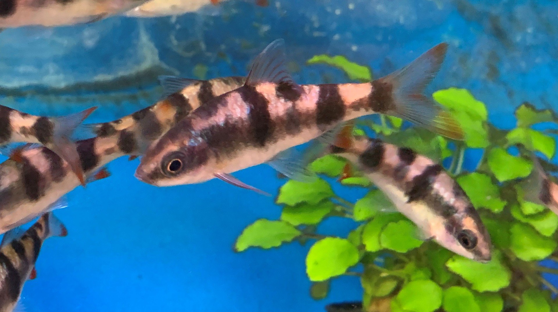 Arulius Barb-Dawkinsia tambraparniei