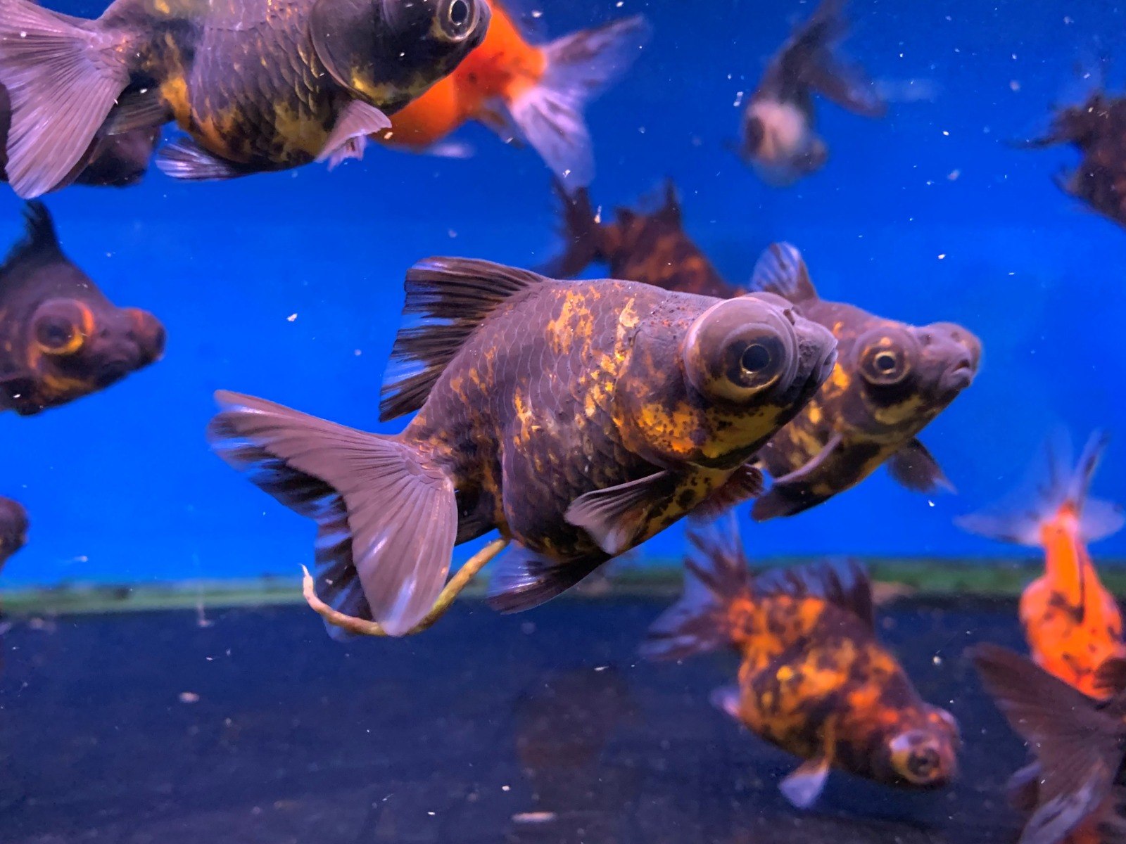 Calico Telescope-Carassius auratus
