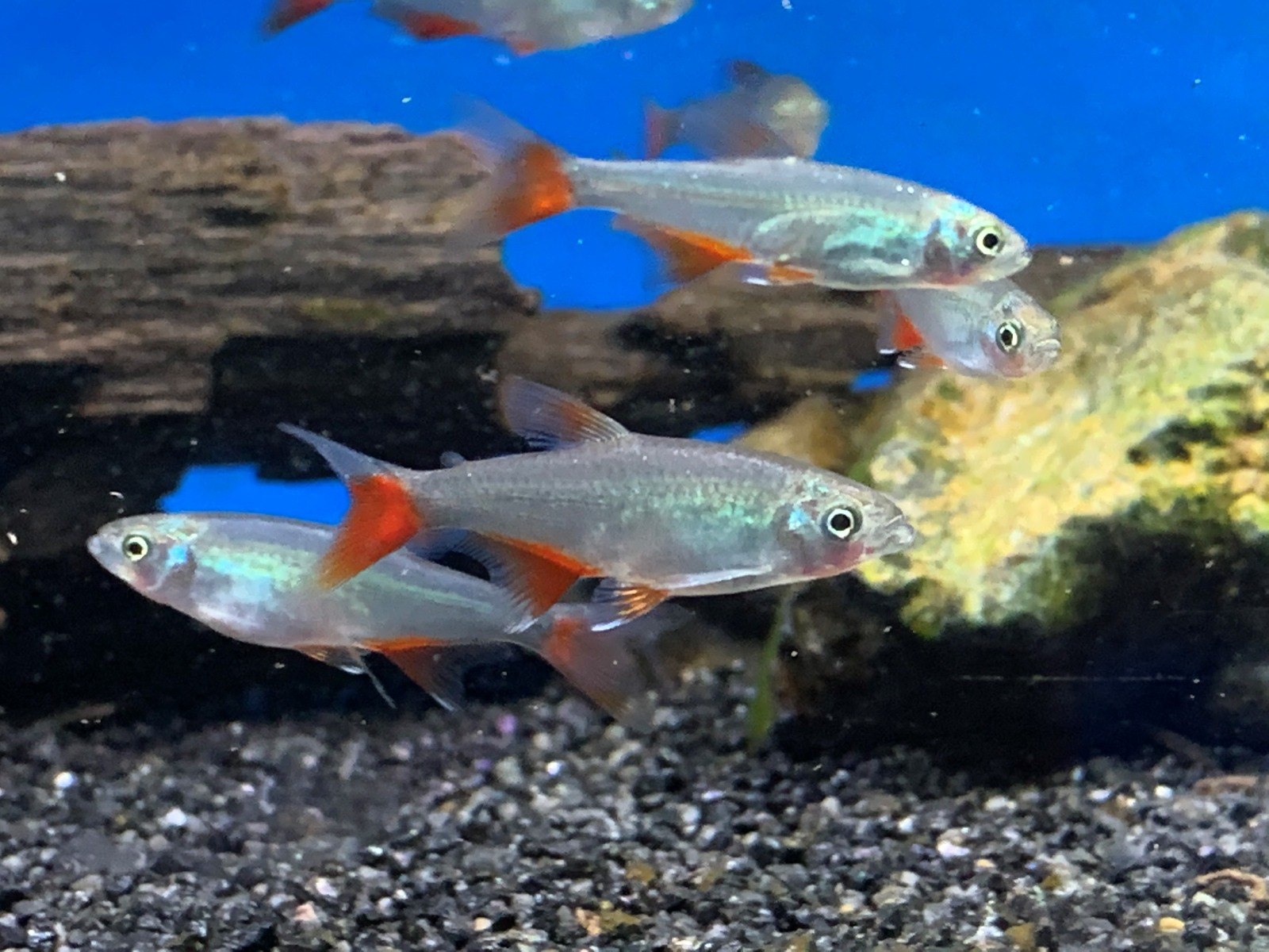 Bloodfin Tetra-Aphyocharax anisitsi