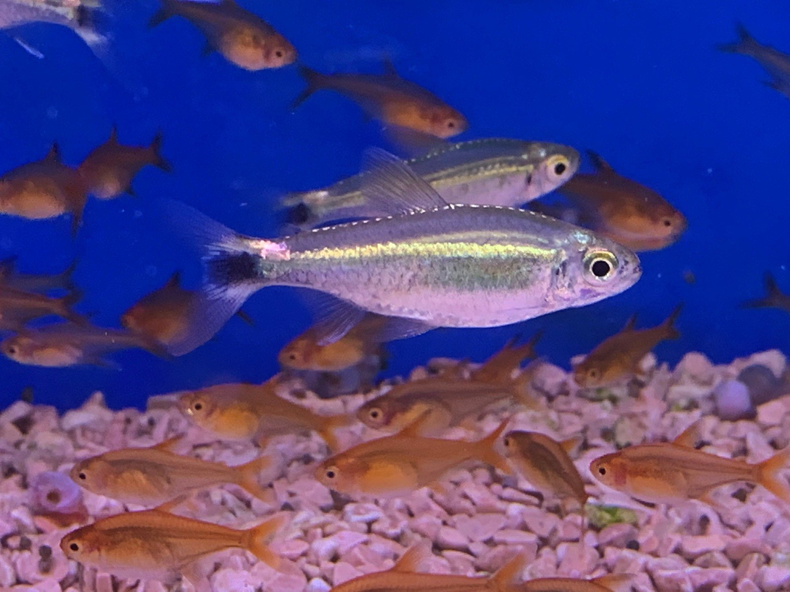 Costello/January Tetra-Hemigrammus hyanuary