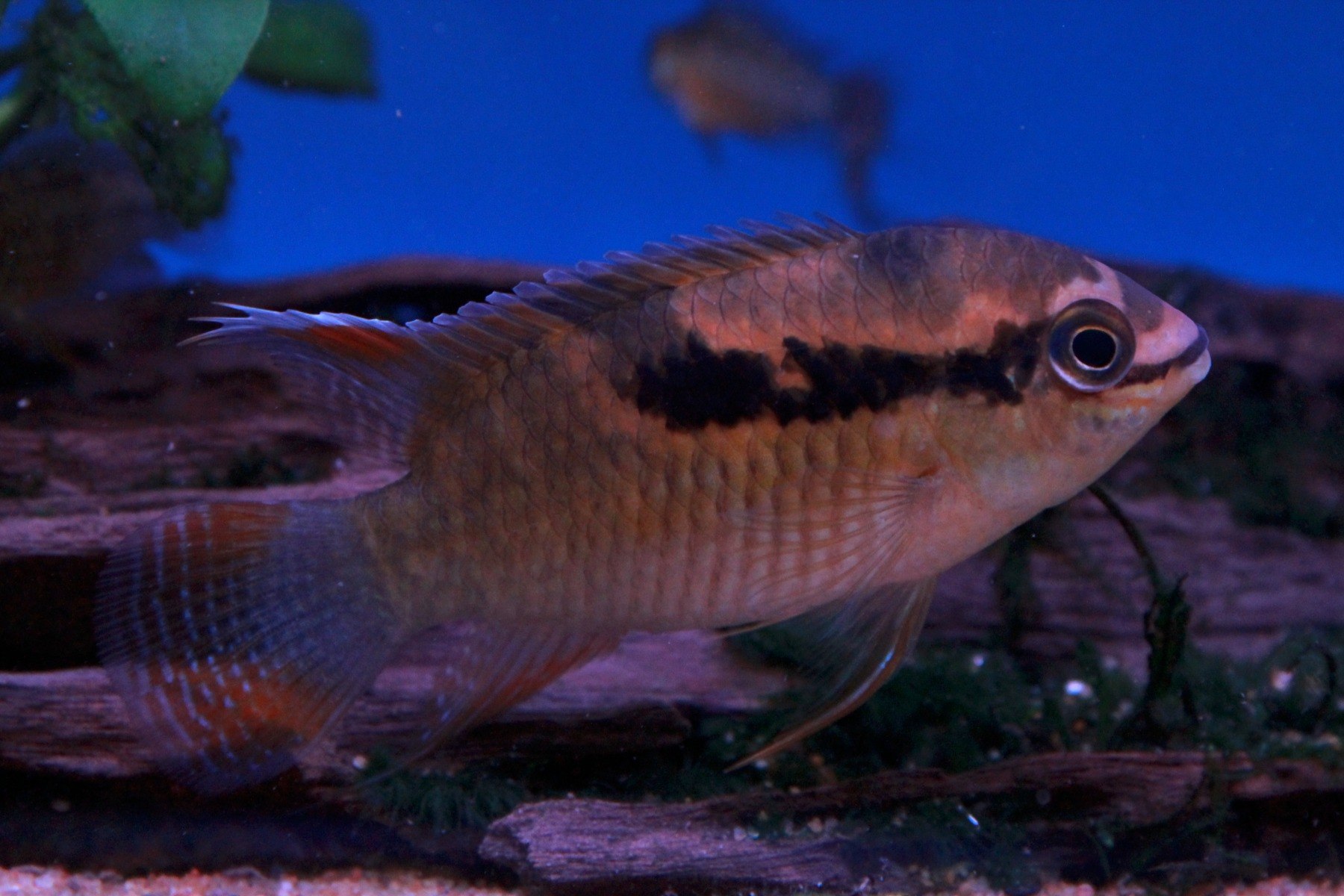 Thayer's Dwarf Acara - Laetacara thayeri