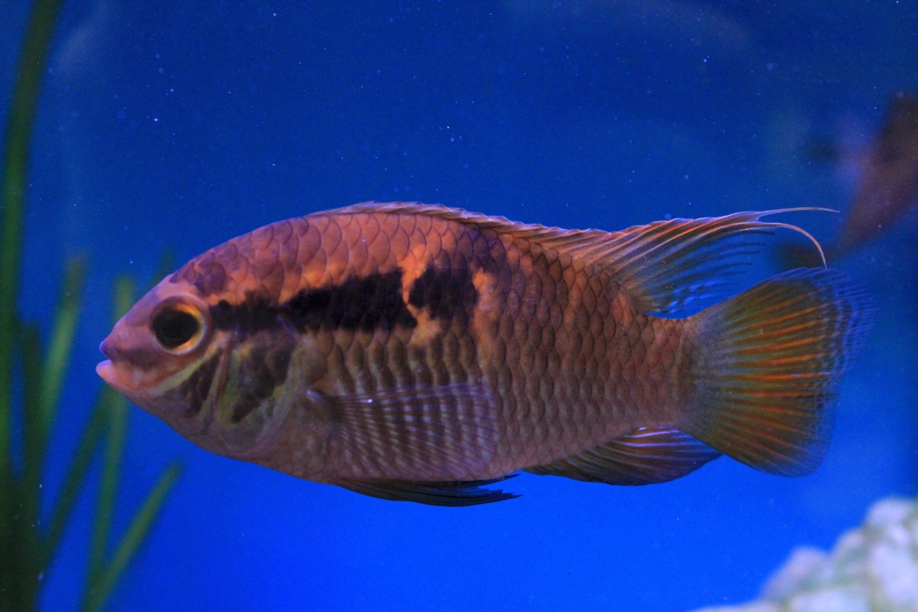 Thayer's Dwarf Acara - Laetacara thayeri