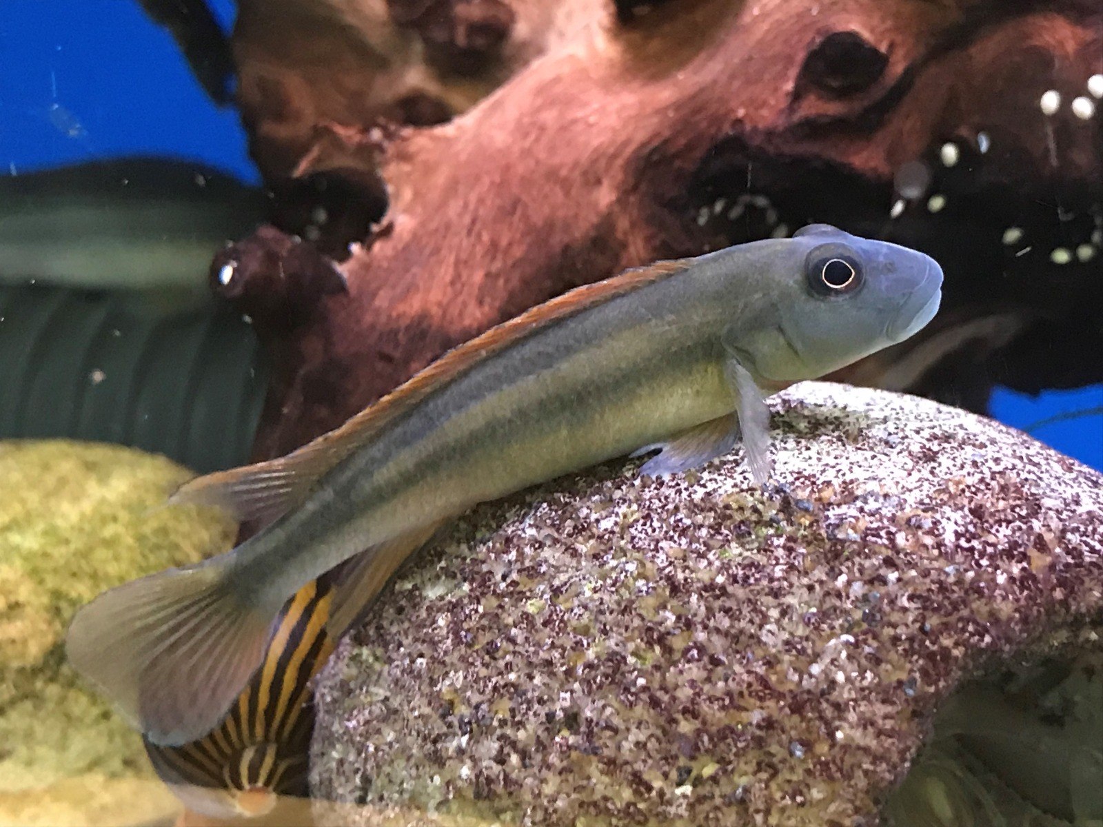 Slender Blockhead Cichlid-Steatocranus tinanti