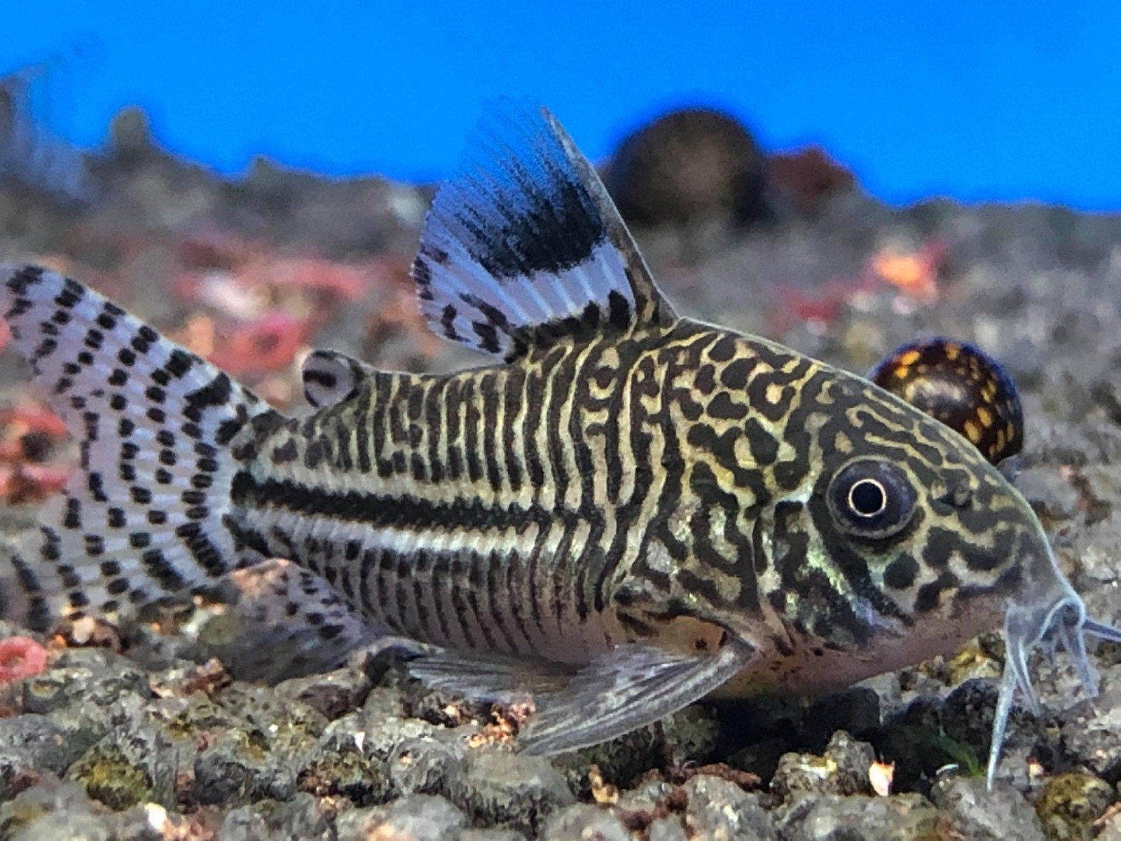Three-lined Cory-Hoplisoma trilineatum