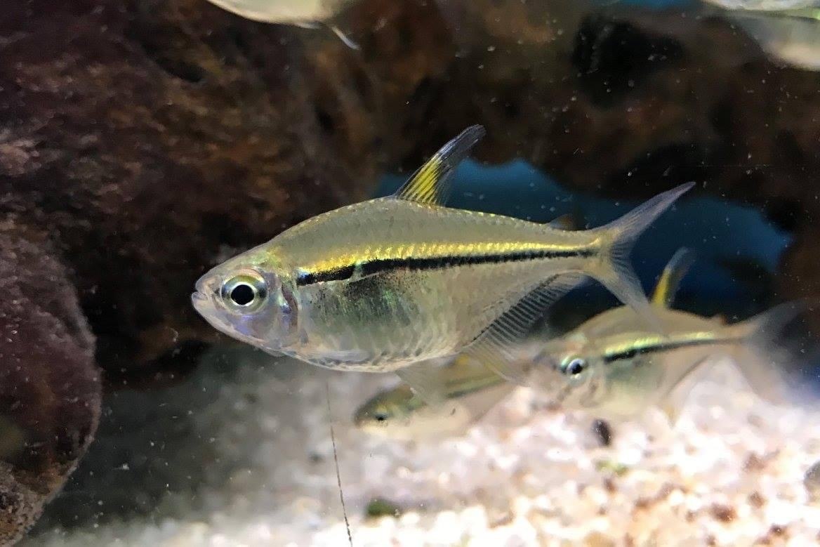 Broken-Line Tetra-Hemigrammus ulreyi