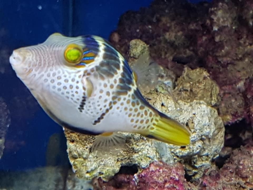 Valentini Pufferfish-Canthigaster valentini