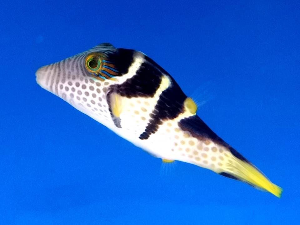 Valentini Pufferfish-Canthigaster valentini