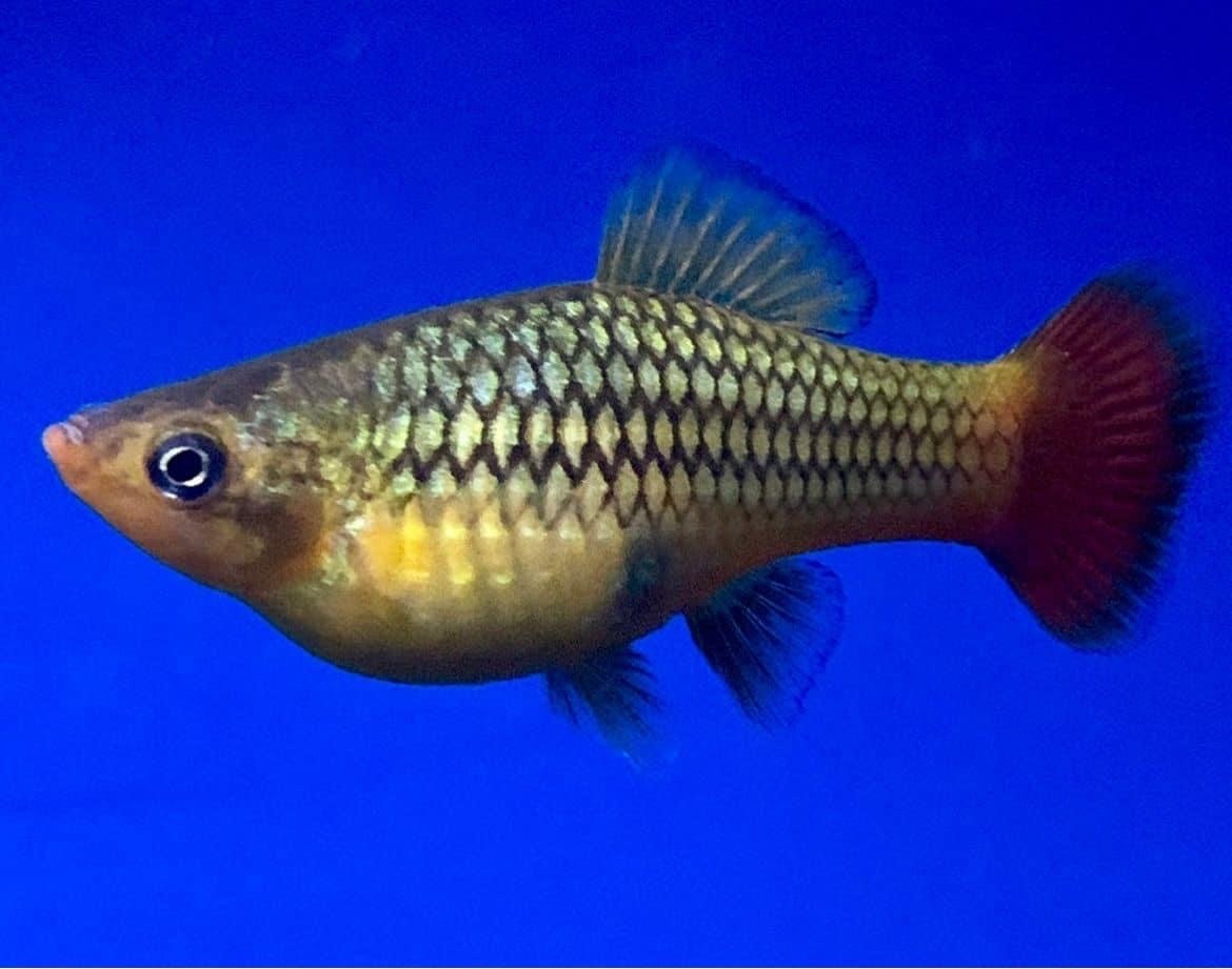 Variatus Platy-Xiphophorus variatus