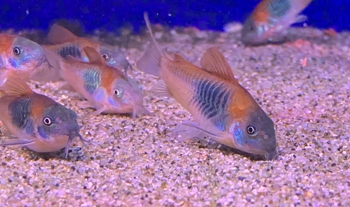 Orange Cory-Corydoras venezuelanus